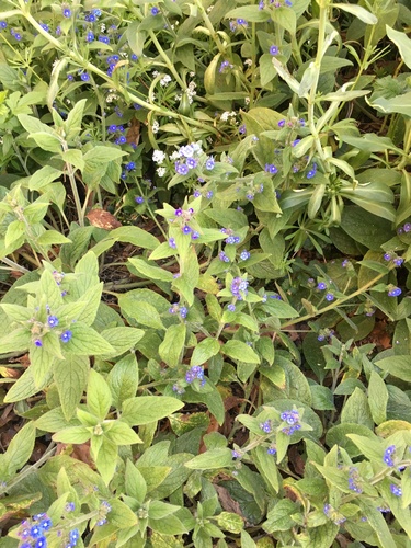 Observations by pendiz · iNaturalist