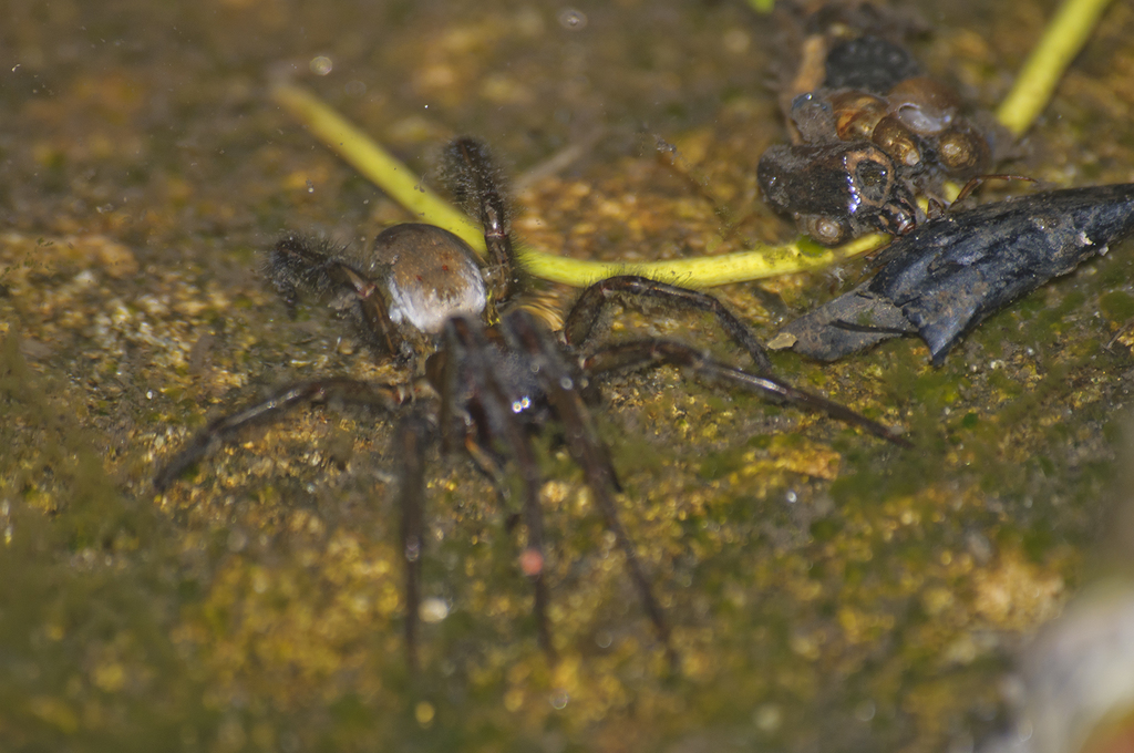 European Water Spider from Tuve, Göteborg, Sverige on April 20, 2020 at ...