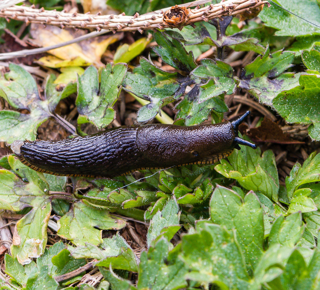 Black Slug from Greater Vancouver, British Columbia, Canada on April 20 ...