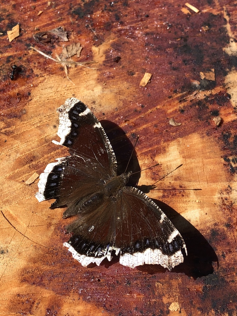Mourning Cloak in April 2020 by Hannah Durham · iNaturalist