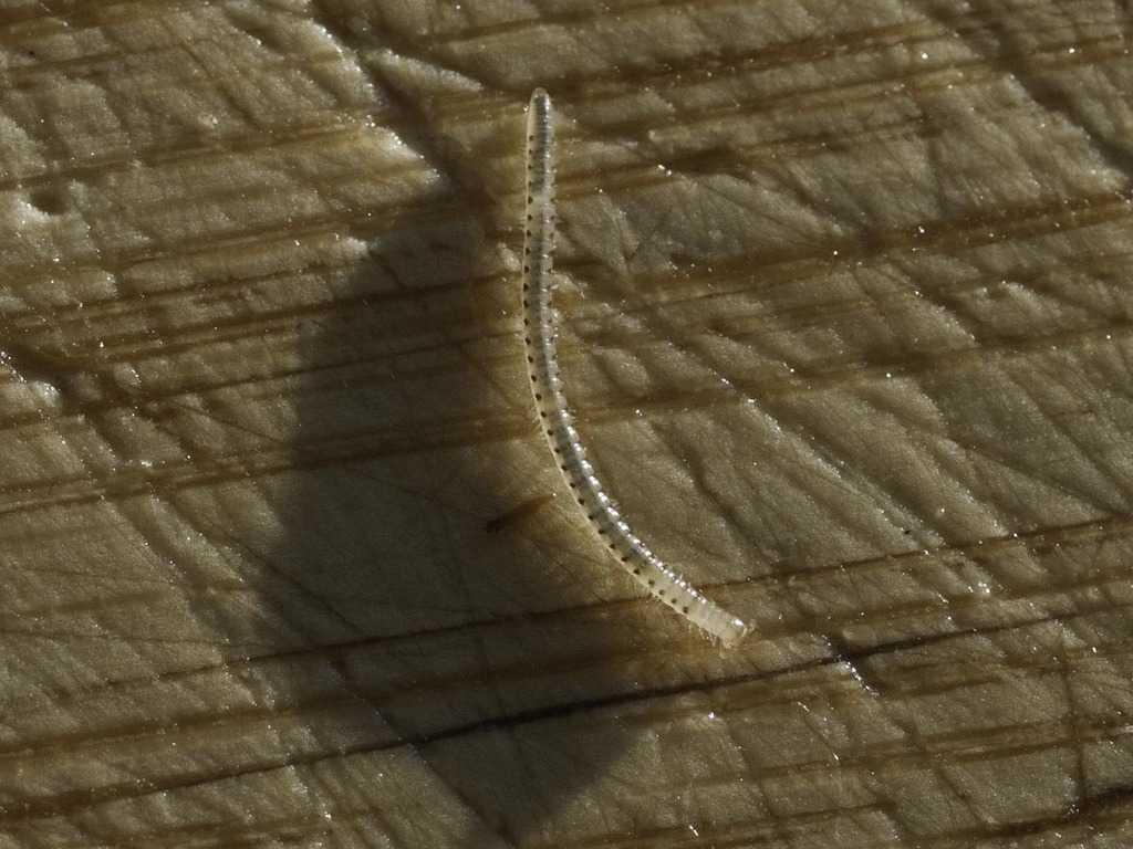 Round-backed Millipedes from 66 Proctor St Christchurch on April 21 ...