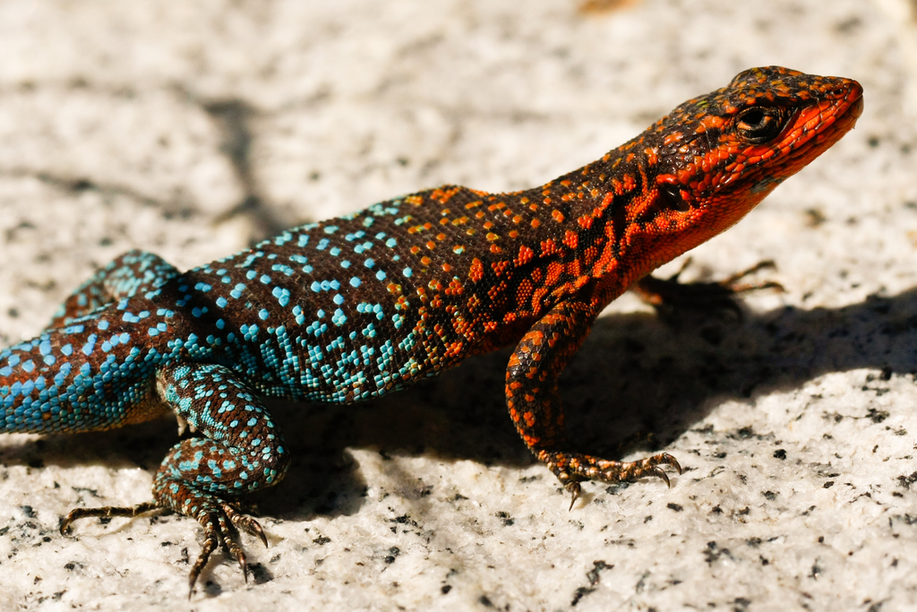 Blue-Green Smooth-throated Lizard from Pirque, Región Metropolitana ...