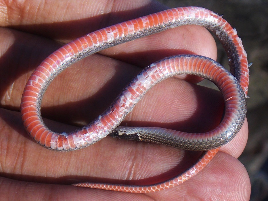 Mena's Centipede Snake in July 2015 by delmer jonathan · iNaturalist