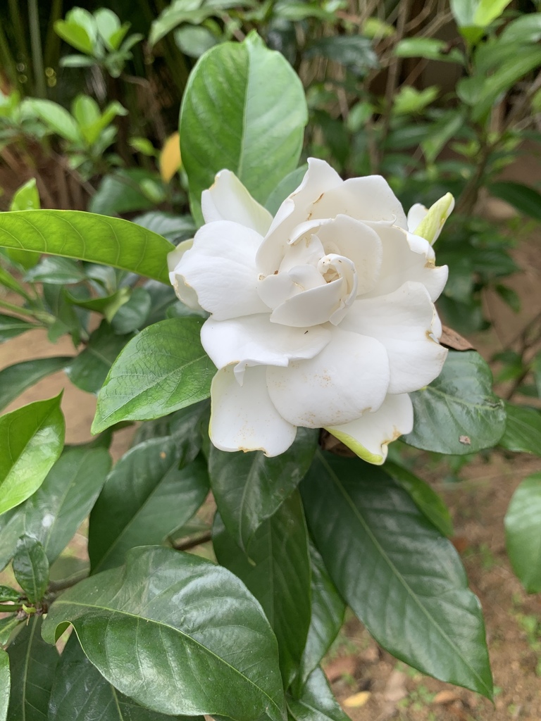 Fortune's Cape Jasmine from Lantau Island, Discovery Bay, New ...