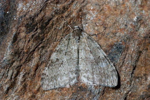 November Moth / Pale November Moth / Autumnal Moth (Cryptic species of ...