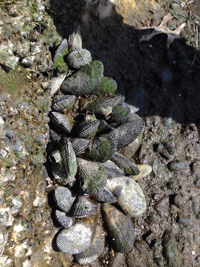 Atlantic Ribbed Mussel (GTM Research Reserve Mollusc Guide) · iNaturalist