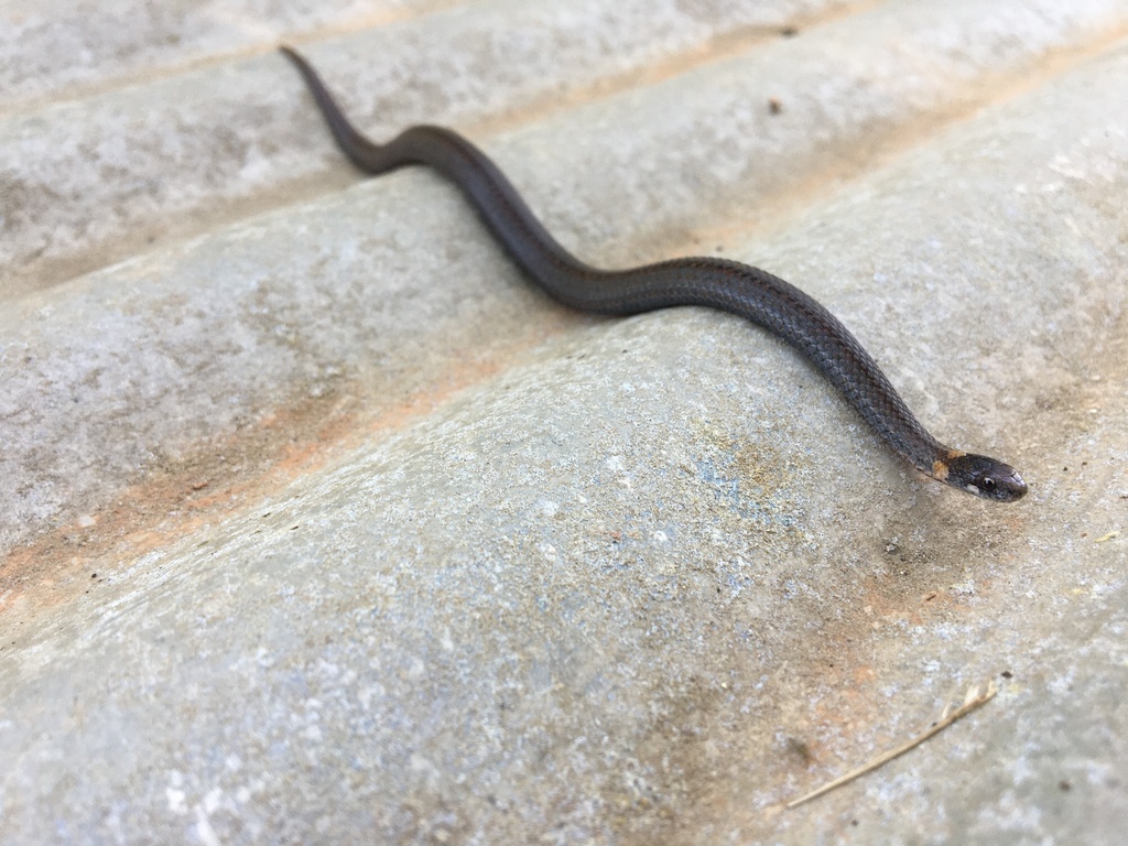 Red-bellied Snake in April 2020 by suchosauros. It was about 8 inches ...