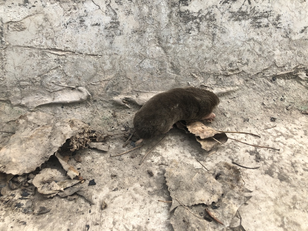 Short-faced Mole from 祁县, 晋中市, 山西省, CN on July 14, 2019 at 12:49 AM by ...