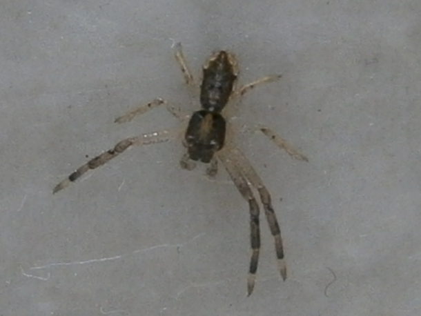 Octopus Spiders from Coronel Pringles 10, Bernal, Buenos Aires ...