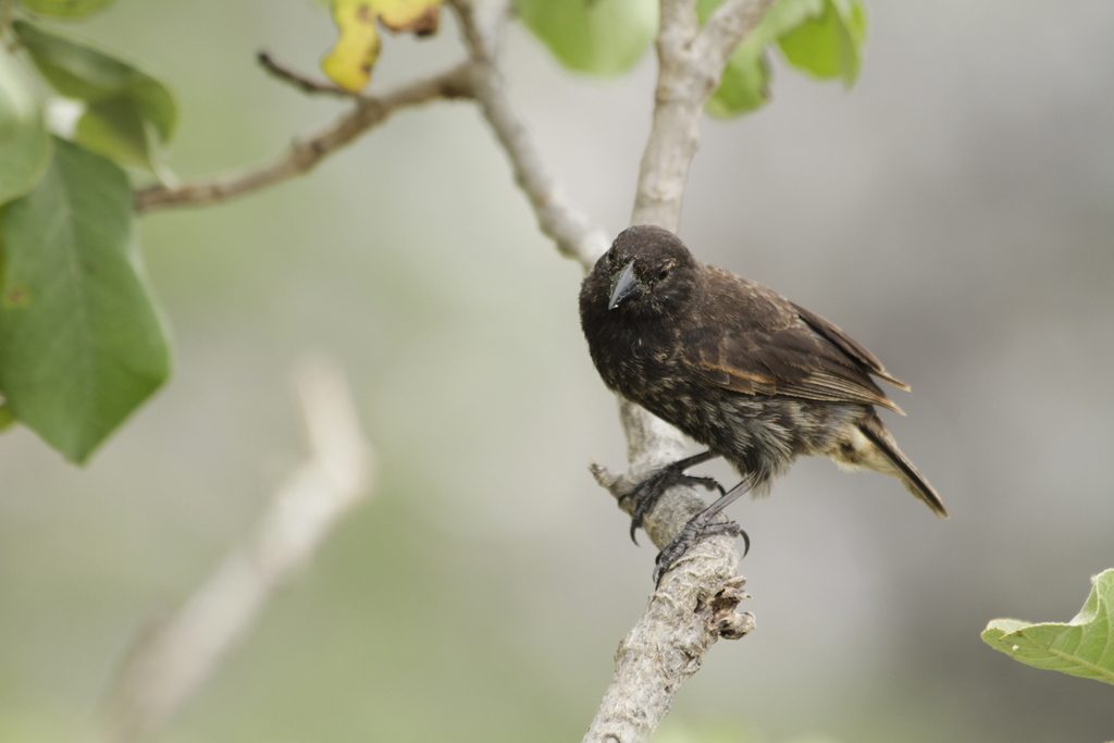 Vampire Ground-Finch (Geospiza septentrionalis) - Avian Discovery