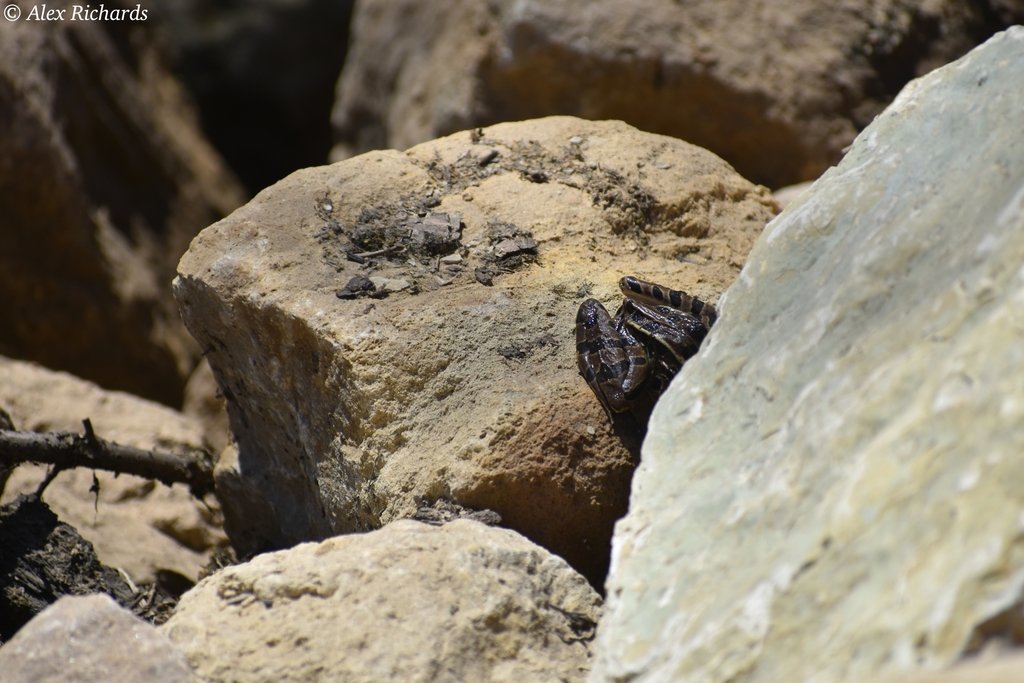 Northern Leopard Frog from La Crosse County, WI, USA on April 19, 2020 ...