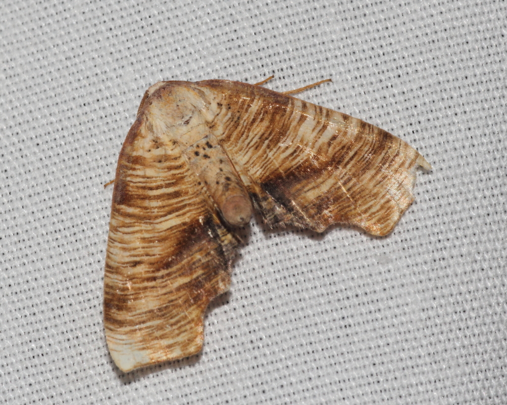 Fervid Plagodis Moth (Braddock's Trail Park, NHT) · iNaturalist