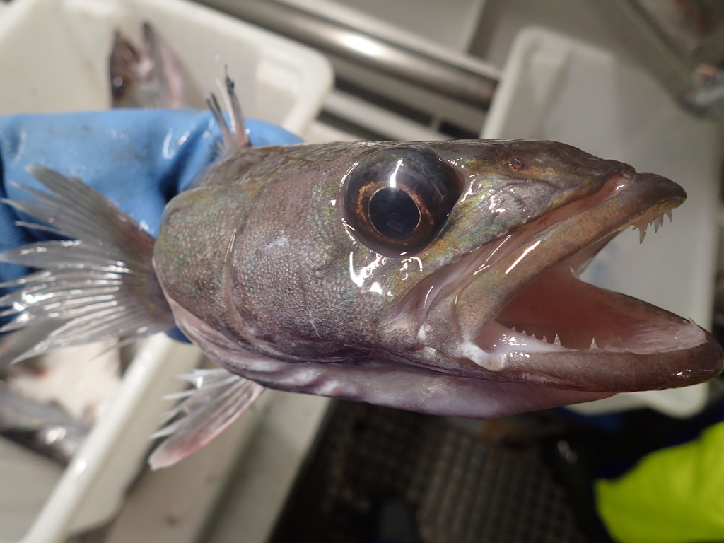Patagonian Toothfish (Dissostichus eleginoides) - Marine Life ...