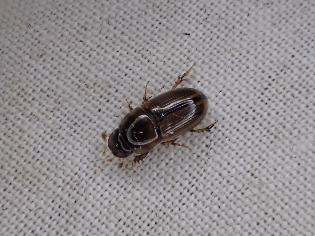 Labarrus cincticulus from 30km E by N of Swan Reach, S. AUST on April ...