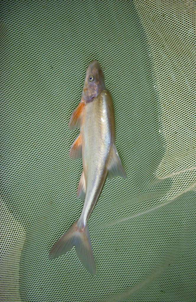 Humpback Chub (Gila cypha) - Marine Life Identification