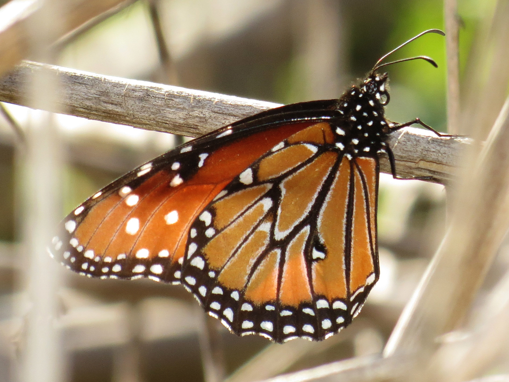 Queen from Brea, CA, USA on January 1, 2015 by C. Mallory · iNaturalist