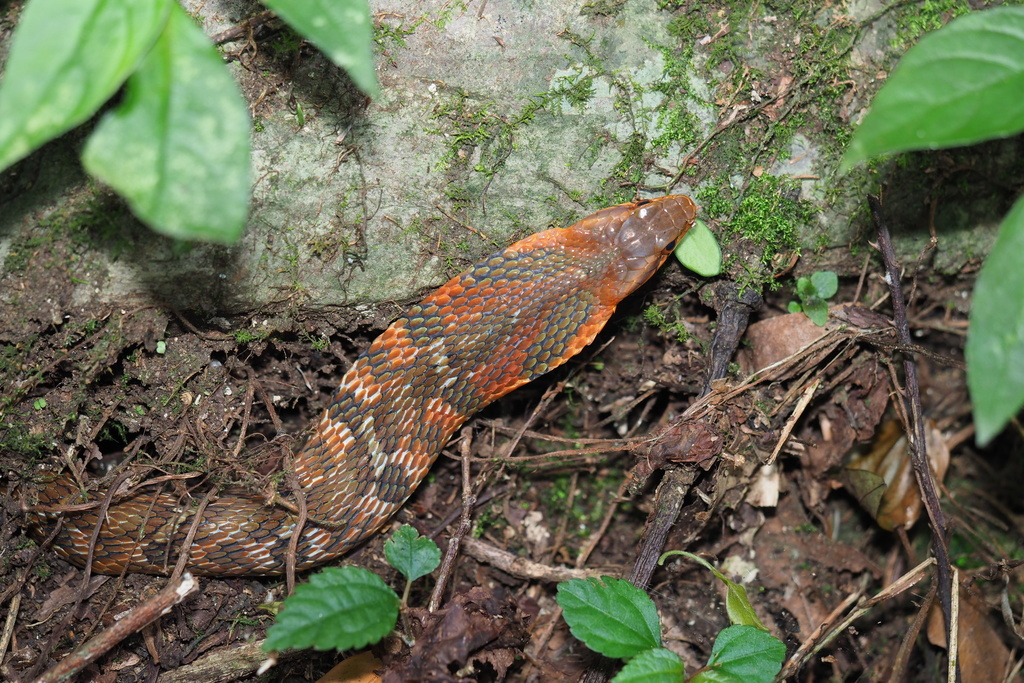 Stejneger's Bamboo Snake from 尖石鄉, TW on April 20, 2020 at 02:13 PM by ...
