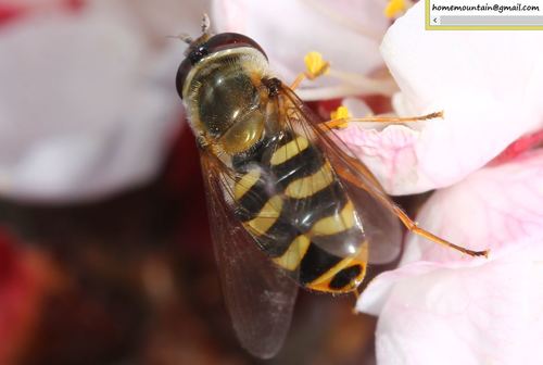 Eupeodes nitens · iNaturalist