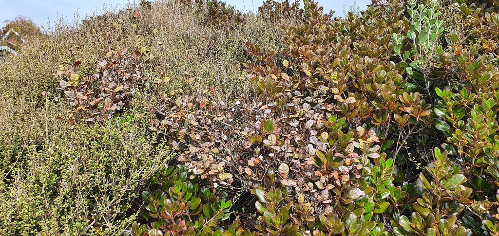 Myrtle Rust from Richmond, New Zealand on April 22, 2020 at 11:13 AM by ...