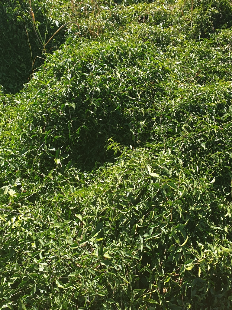 Catclaw vine from Boonah QLD 4310, Australia on April 22, 2020 at 01:31 ...