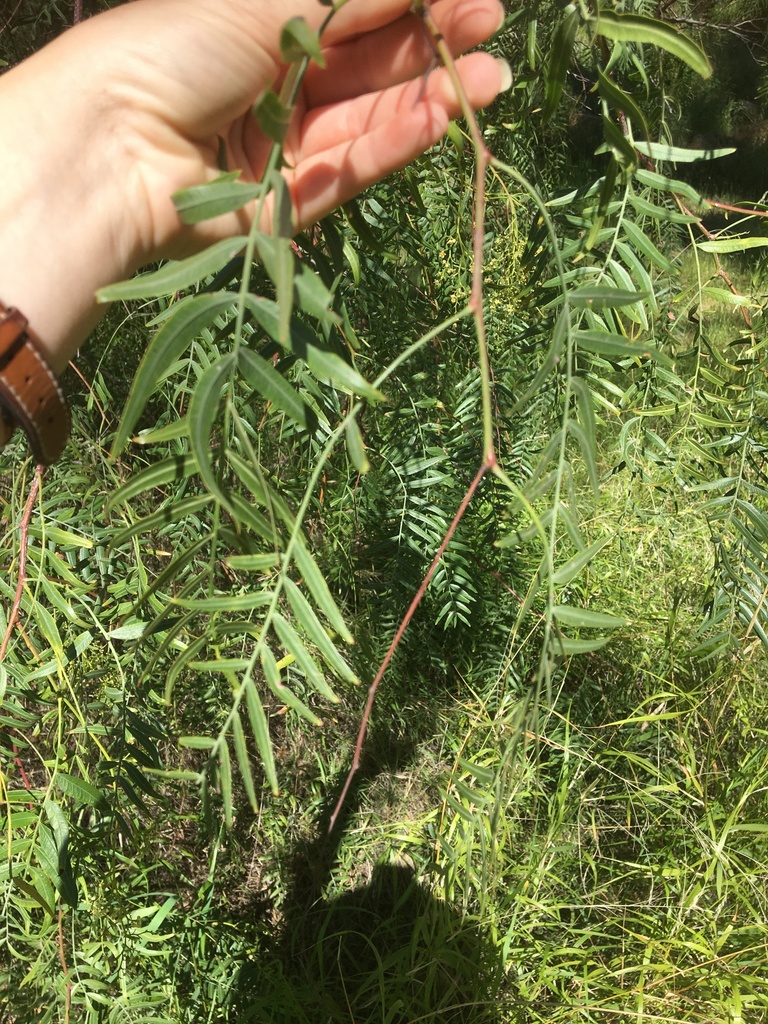Peruvian Pepper Tree from Ventura County, US-CA, US on April 21, 2020 ...