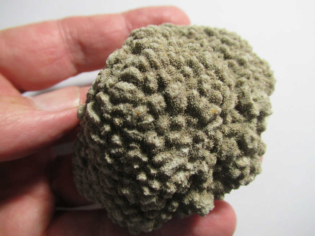 Celleporaria agglutinans from Oreti Beach 9879, New Zealand on April 19 ...