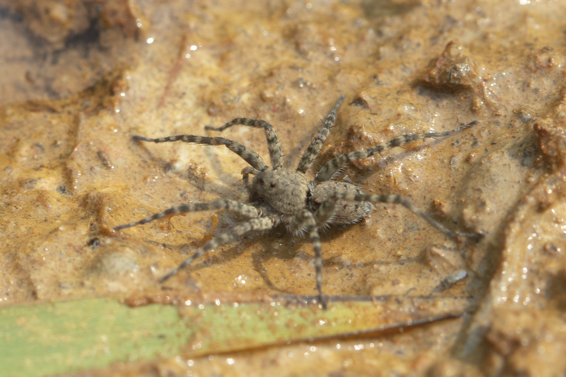 Wadicosa Zyuzin, 1985