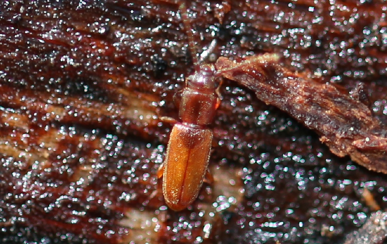 Placonotus MacLeay, 1871