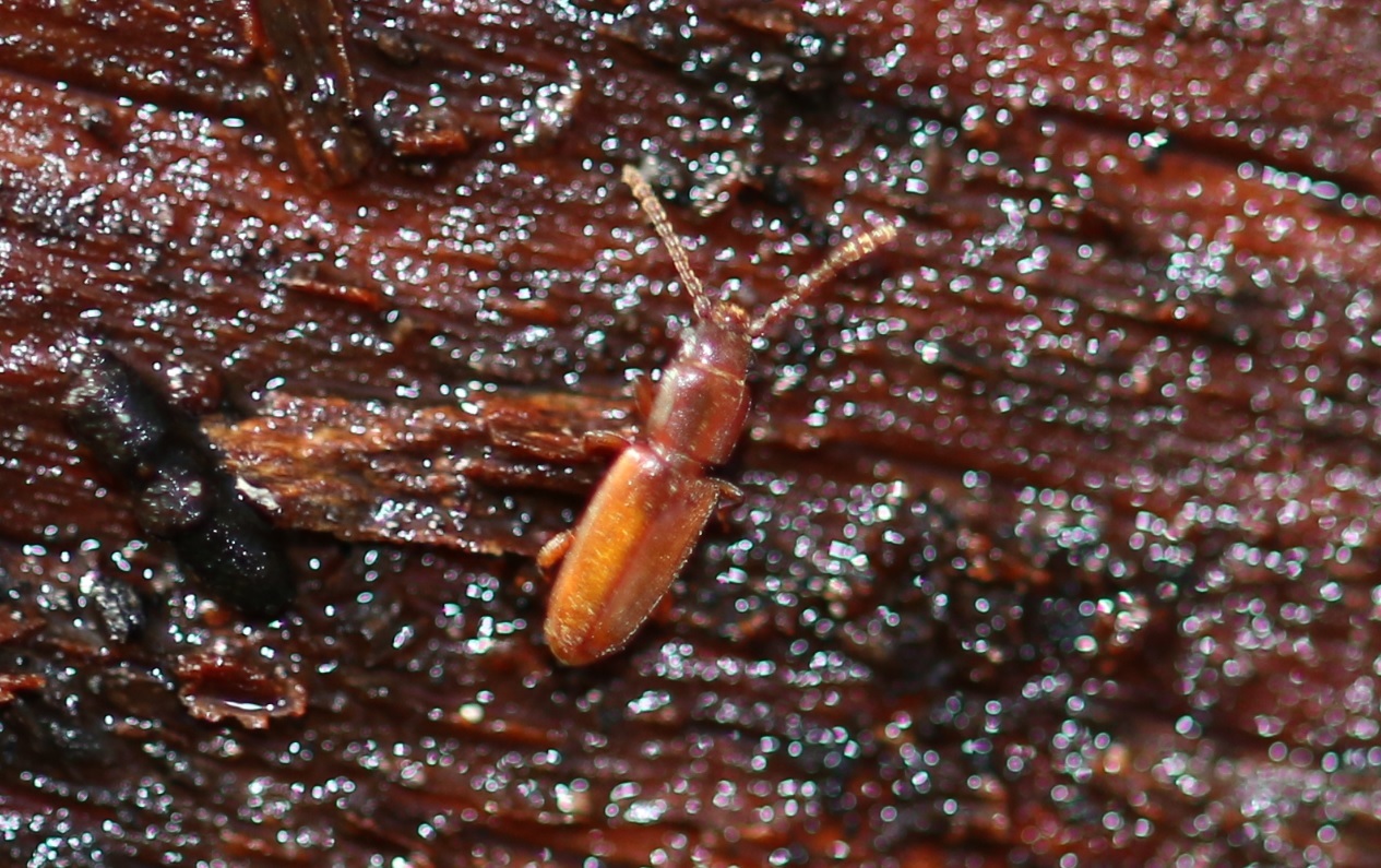 Placonotus MacLeay, 1871