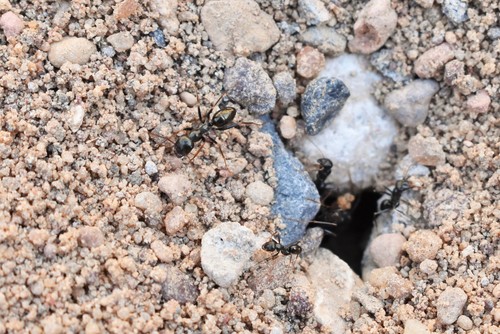Proformica mongolica · iNaturalist