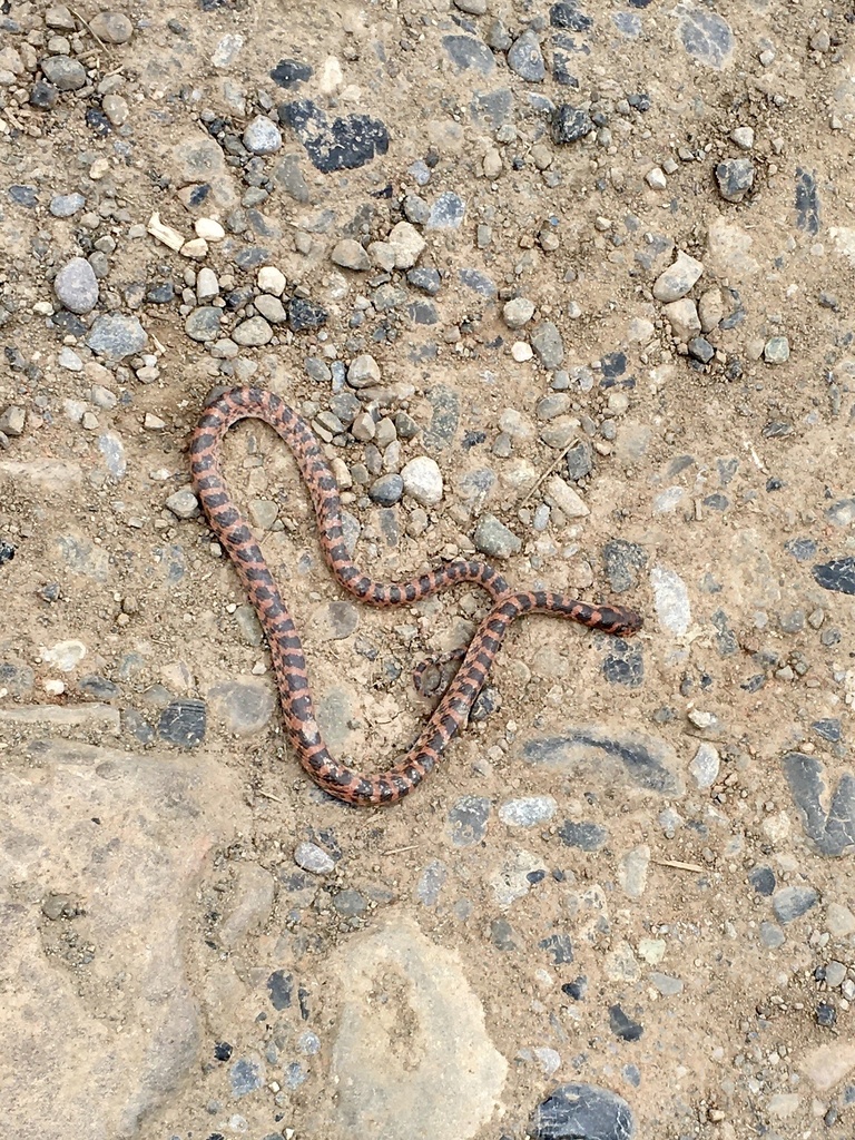 Red-banded Snake in April 2020 by lilyishere · iNaturalist