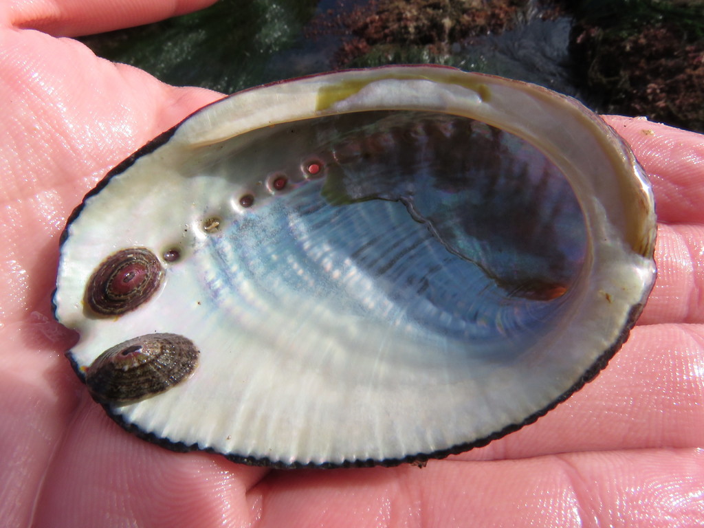 Southern Green Abalone (Multi-Agency Rocky Intertidal Network ...