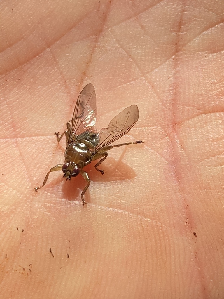 Louse Flies, Tsetse Flies, and Allies from Lindendale Road, Lindendale ...