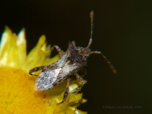 Clavigralla wittei · iNaturalist