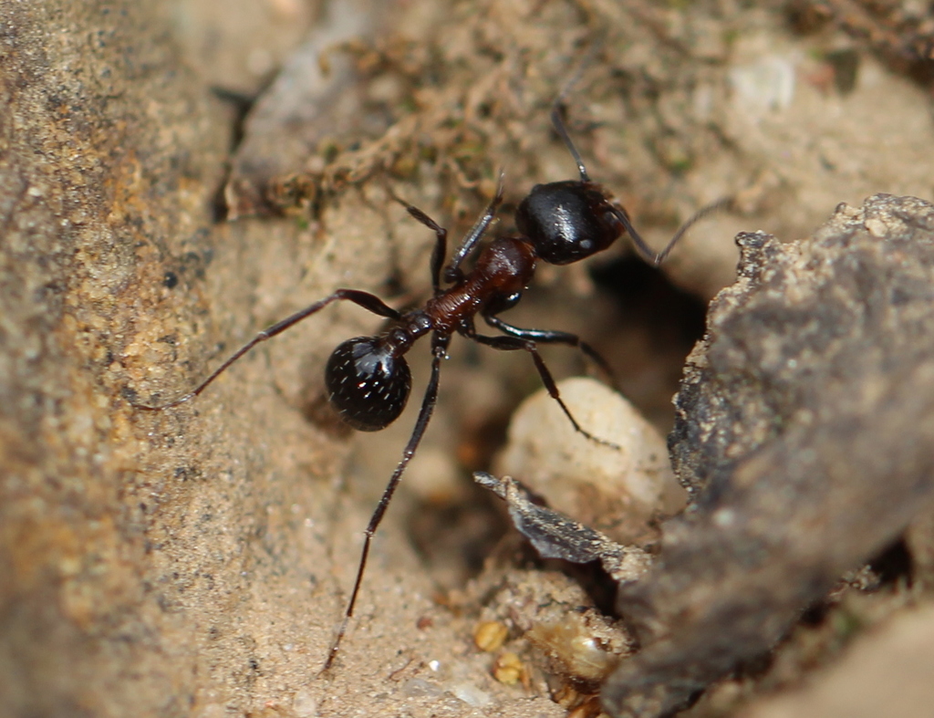 Cape Harvester Ant from Riebeeck West, South Africa on April 21, 2020 ...