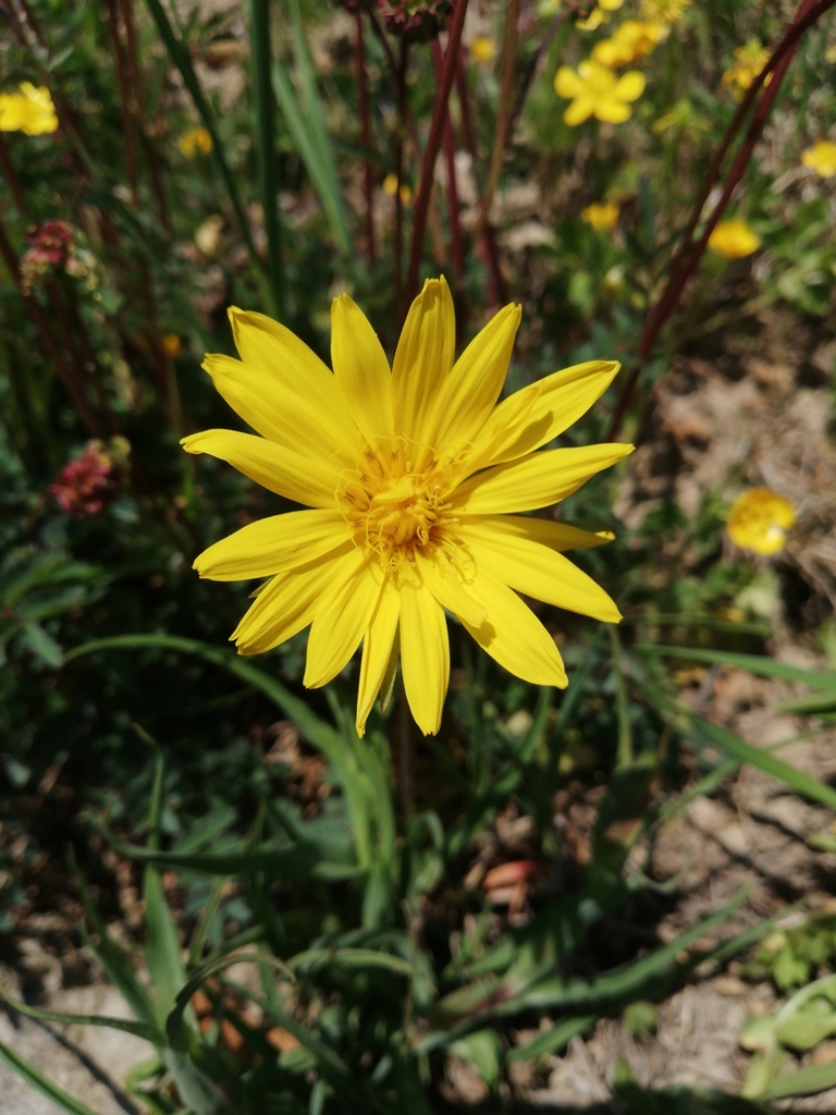 Salsifies from Crésuz, Suisse on April 22, 2020 at 12:43 PM by eozava ...