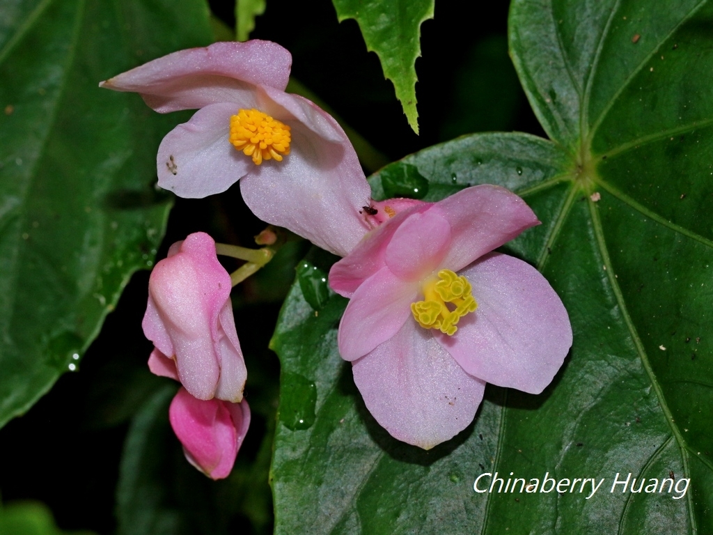 Formosana begonia (Begonia formosana) - Botanical Realm