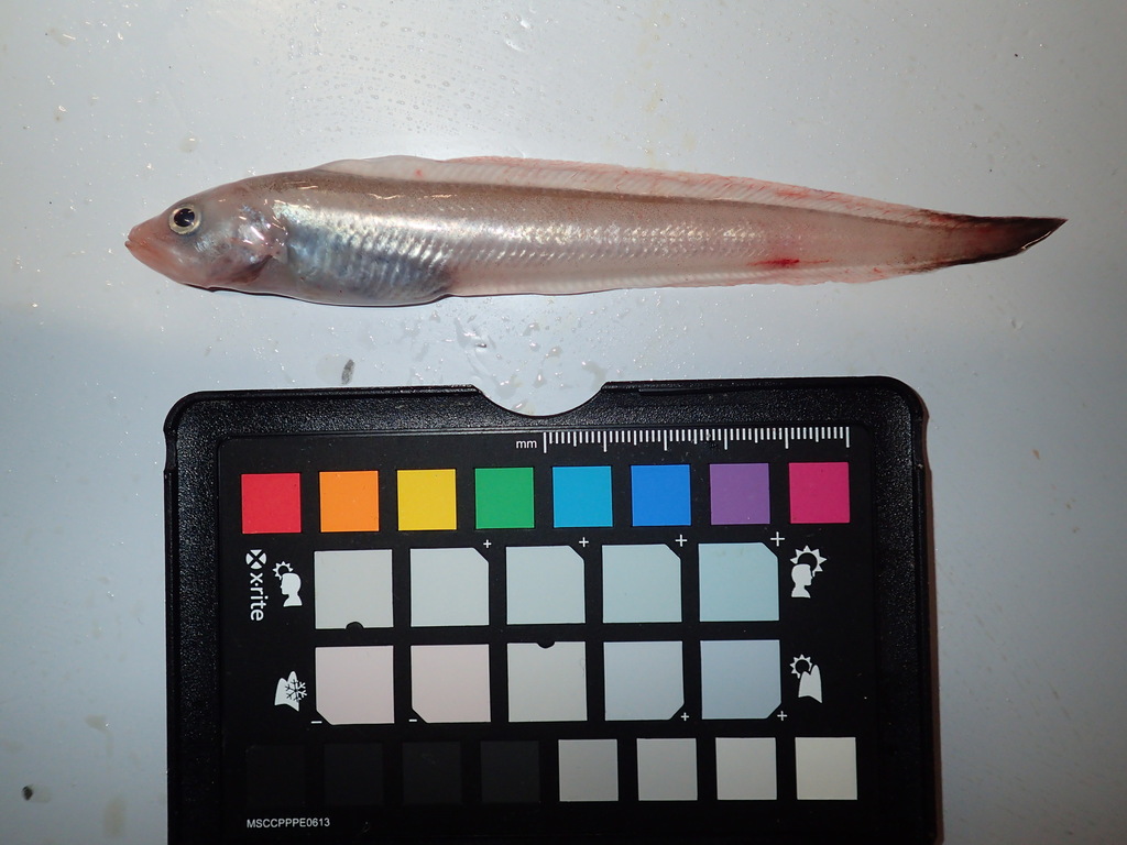 (Lycodapus antarcticus) - Marine Life Identification