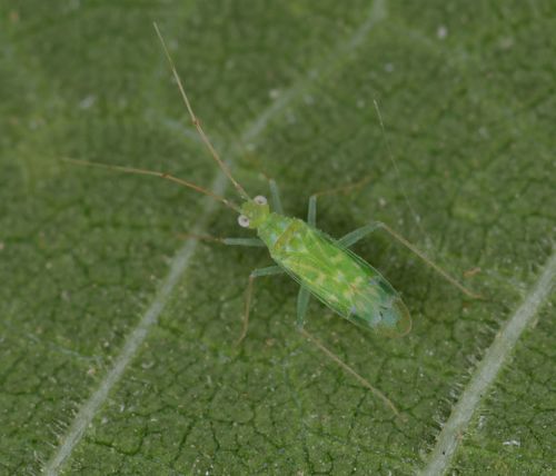 Zanchius breviceps · iNaturalist Ecuador