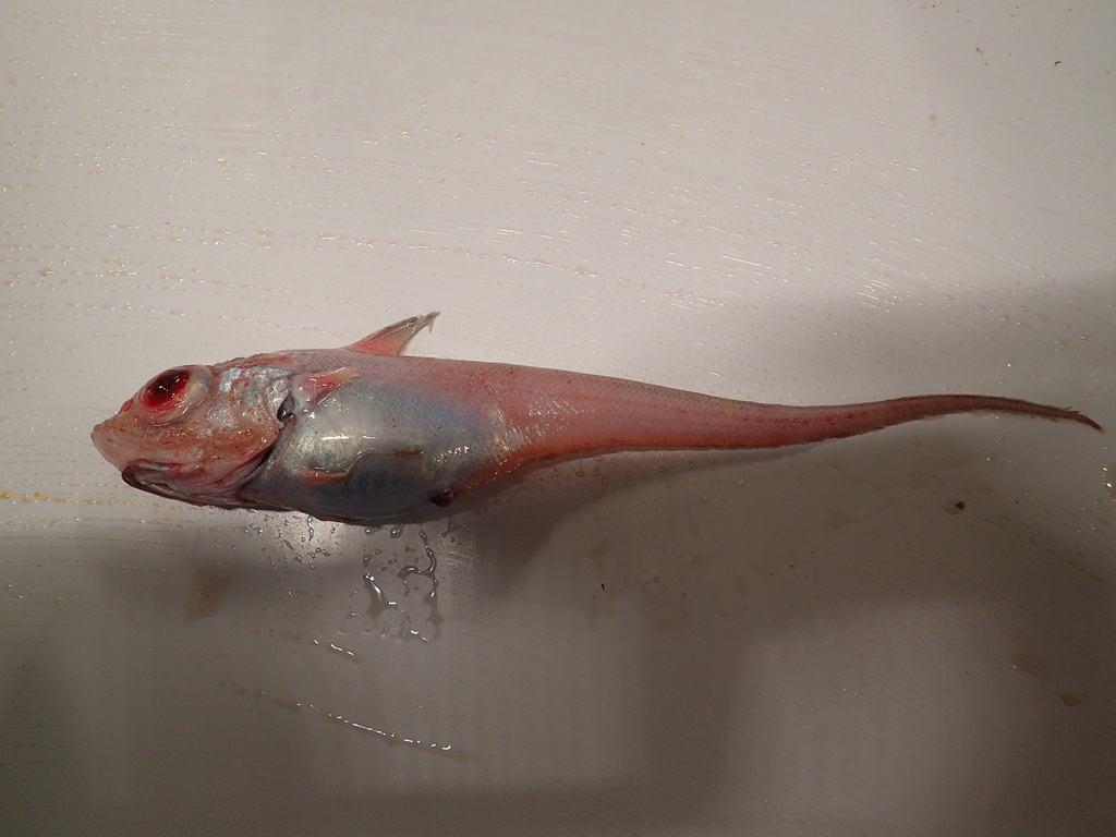 (Macrourus) - Marine Life Identification