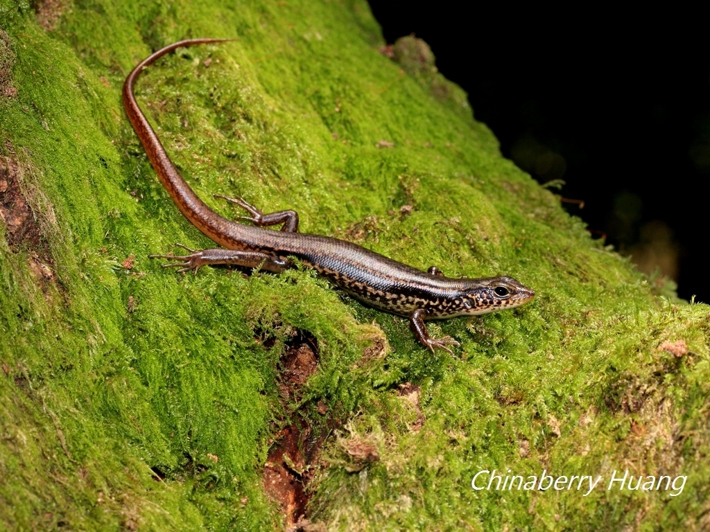 Indian Forest Skink from 台灣新北市 on June 9, 2017 at 09:41 AM by Lijin ...