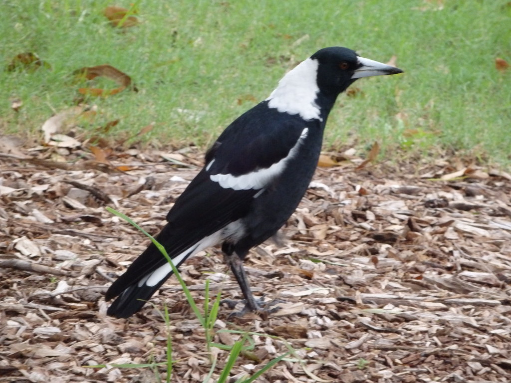Australian Magpie (Anglesea flora and fauna) · iNaturalist