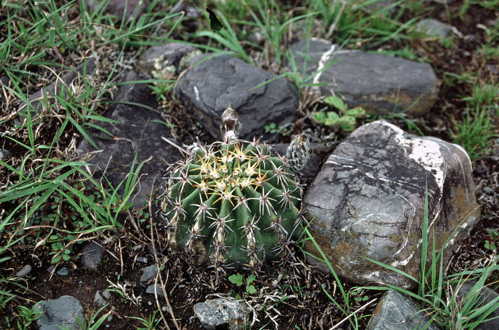 Echinopsis albispinosa in December 2000 by Martin Lowry · iNaturalist