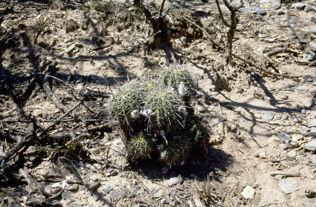 Echinopsis albispinosa in November 1999 by Martin Lowry · iNaturalist