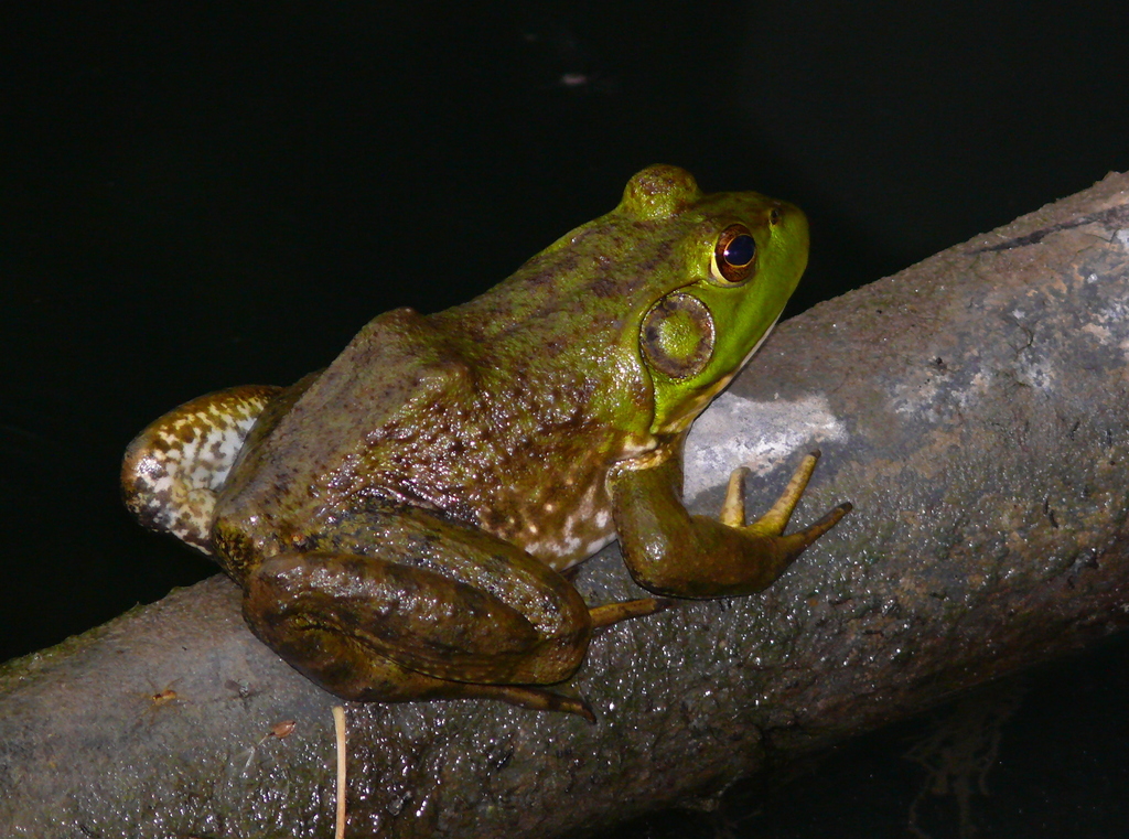 American Bullfrog from Doby Springs, Harper County, OK, USA on August ...