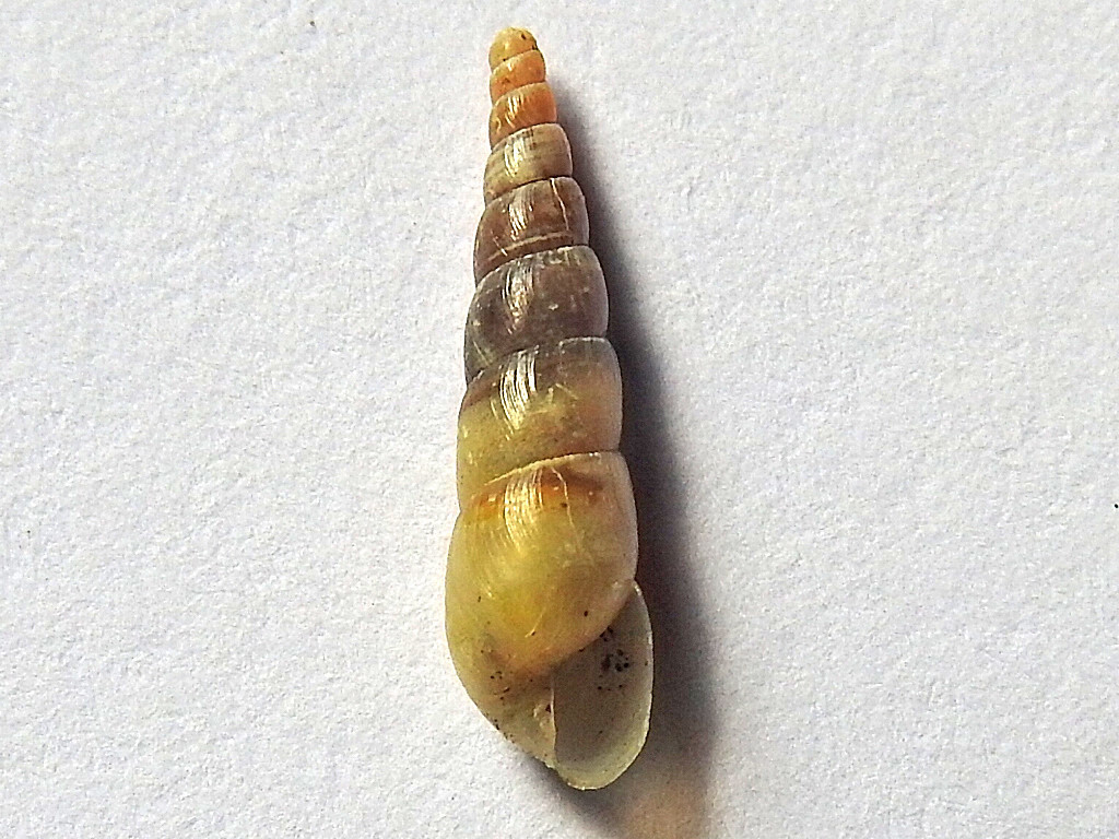 Miniature Awlsnail from 4 Bristol Cl, Maroeladal, Randburg, 2191, South ...
