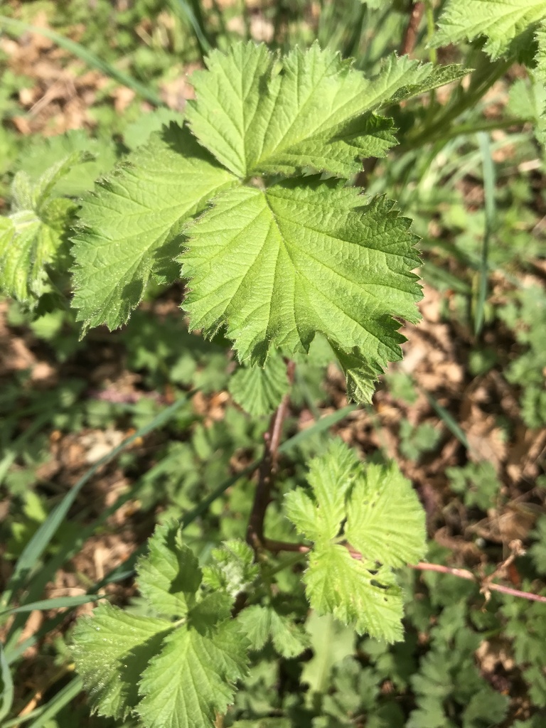 Himalayan Blackberry from Straiton, Abbotsford, BC, CA on April 21 ...