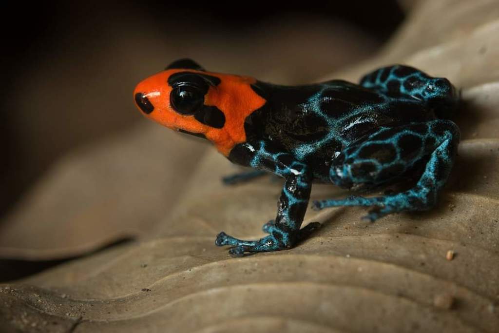 Blessed Poison Frog in April 2016 by Josh Allen. This is the ...