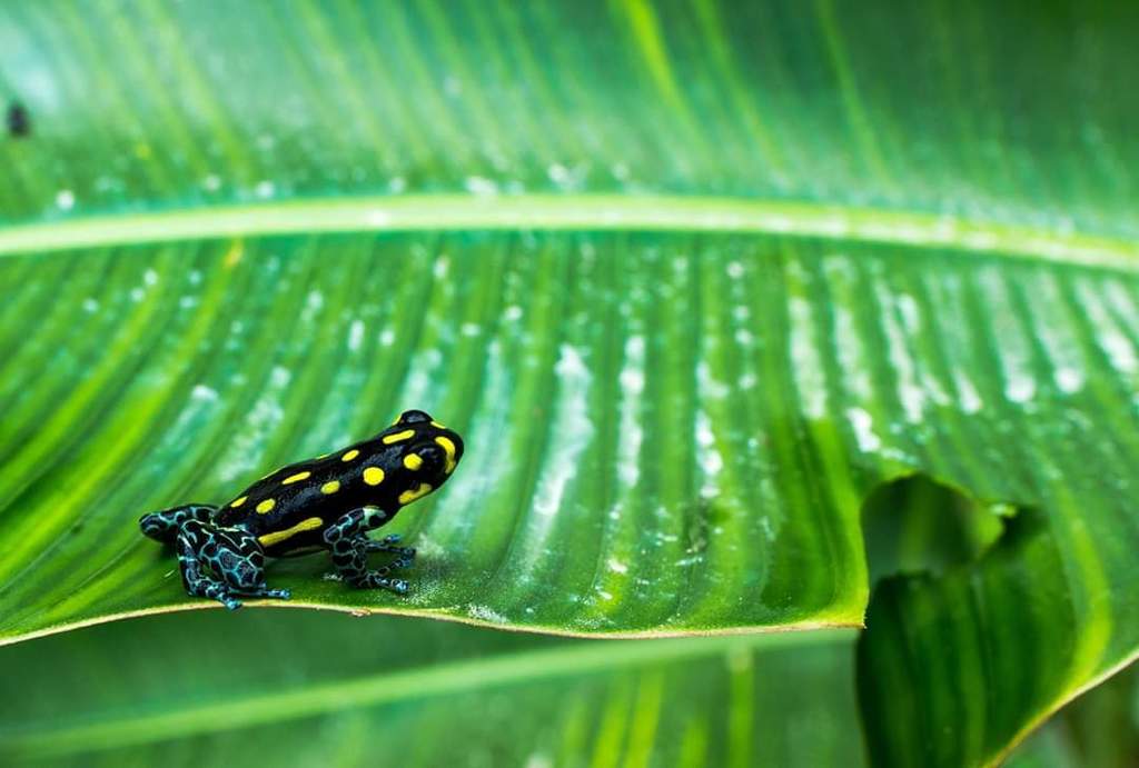 Spotted Poison Frog from Atalaya on April 25, 2017 by Josh Allen ...
