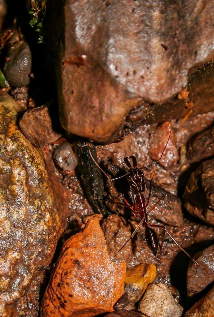 Odontomachus chelifer from Pozuzo on April 26, 2016 by Josh Allen ...